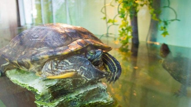 Nankin Mills Interpretive Center | Metro Detroit Mommy