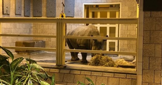 Why Visit the Detroit Zoo in the Winter Months? | Metro Detroit Mommy